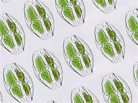 Probiotics Lactic Acid Bacteria Algae Bacteria And Microorganisms