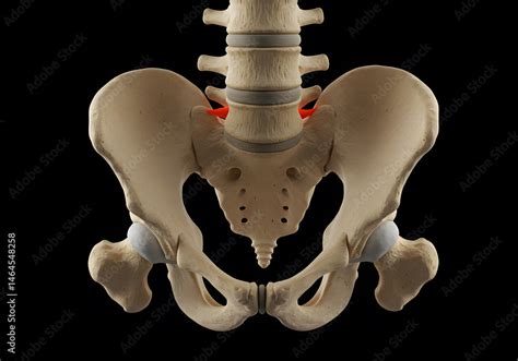 Human Sacroiliac Joint Anatomy 3d Model Of Pelvis And Lower Spine Showing Sacrum And Iliac