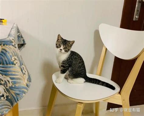 对于主人猫咪的记忆有多久真相可能让你吃惊 知乎