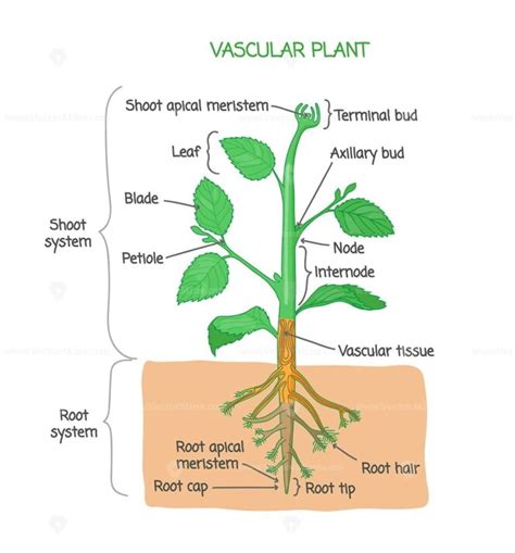 Life Cycle Of Plant With Seeds Growth In Biological Labeled Outline Diagram Vectormine