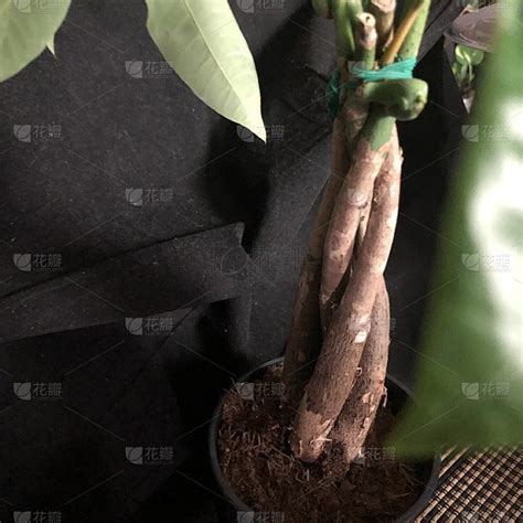 编织的树干