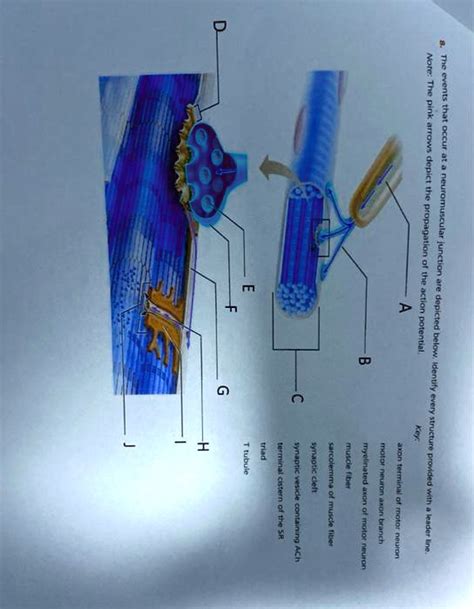 8 The Events That Occur At A Neuromuscular Junction Are Depicted Below