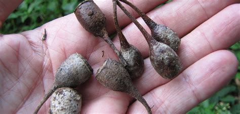 How To Germinate Eucalyptus Seeds 7 Easy Steps 2026