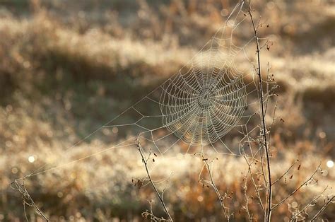 Spider Silk Is The Strongest Natural Fiber — Its Even Stronger Than