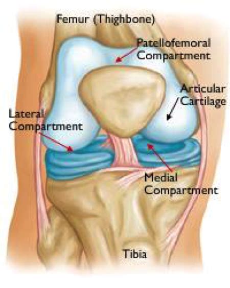 What Is Medial Compartment Of The Knee Explora Madeira