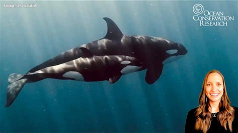 Deepen Your Impact For The Ocean OCR S Research Support Fundraiser YouTube