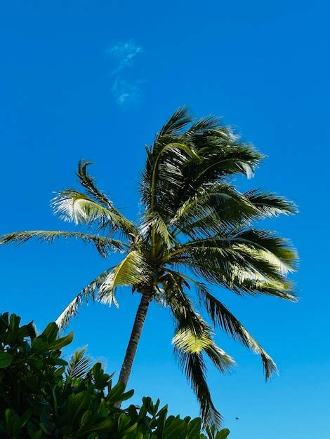 1000 Borassus Pictures