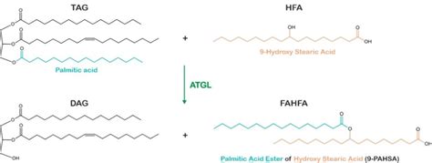 Generation Of Branched Fatty Acid Esters Of Hydroxy Fatty Acids By Download Scientific Diagram