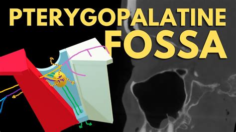 Pterygopalatine Fossa Anatomy Ppf Boundaries And Foramina Radiology