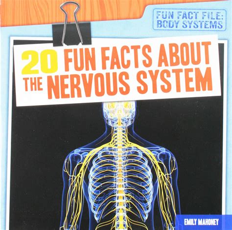 Interesting Facts Nervous System Aromapic