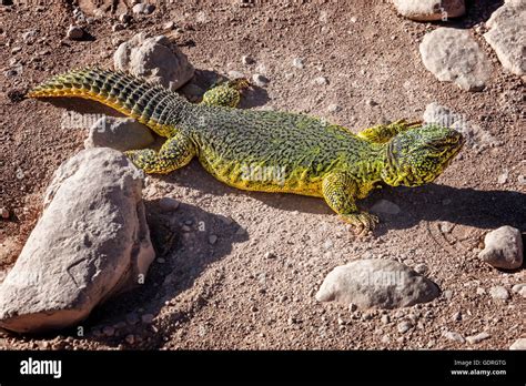 Sahara Desert Lizards