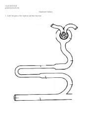 CLAS MCDB B Handout W Pdf CLAS MCDB B Gvantyne Ucsb Edu Handout Kidney Label The