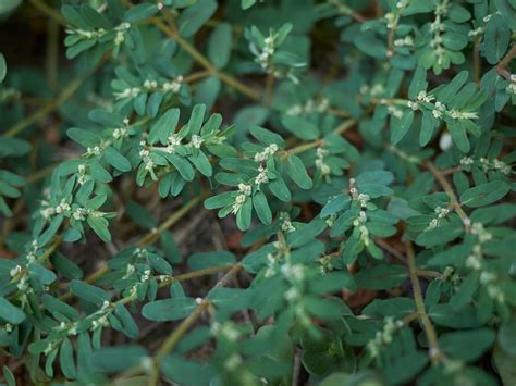 Prostrate Spurge Weed Control Euphorbia Maculata Also Known As