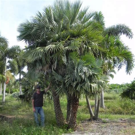 Caranday Palm Copernicia Alba Palmco Wholesale Palms Florida