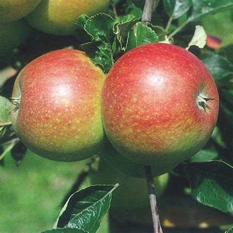 Alkmene Kiefer Obstwelt