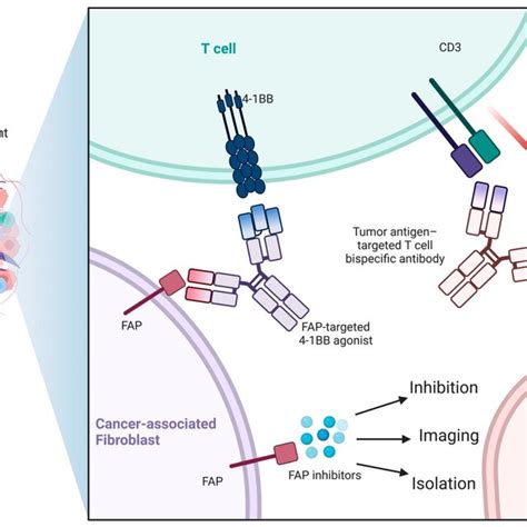 Interaction Between Fap And Fapi In The Solid Tumor Microenvironment