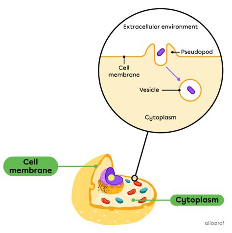 Phagocytosis Cell Membrane