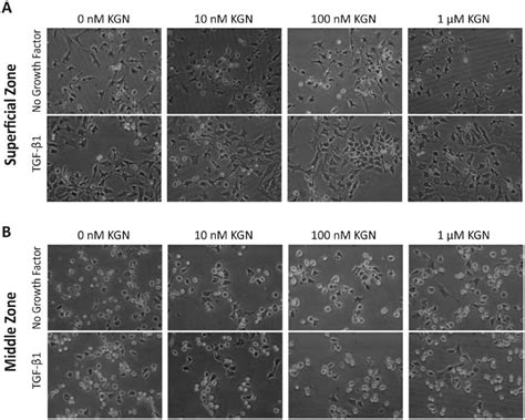 The Effects Of Kartogenin Kgn And Transforming Growth Factor β1 Download Scientific Diagram