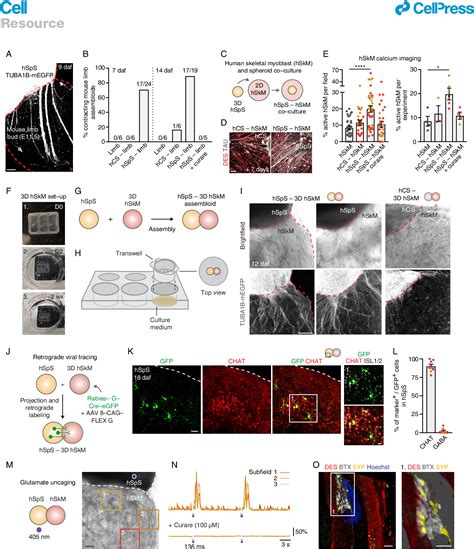 Figure 5 From Generation Of Functional Human 3d Cortico Motor Assembloids Semantic Scholar