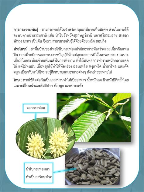 ต้นกระท่อม Pat Cha หน้าหนังสือ 4 พลิก Pdf ออนไลน์ Pubhtml5