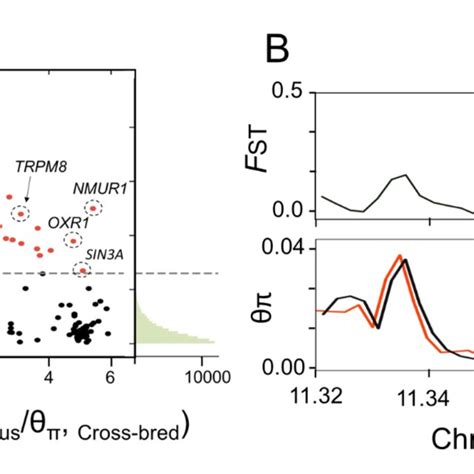 Genomic Regions With Selection Signals In Cross Bred Cattle Group A Download Scientific