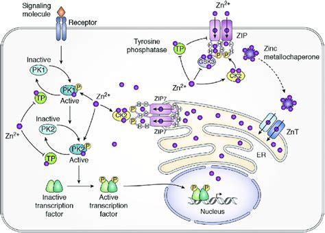 Zinc Protein Synthesis At Nicholas Packard Blog