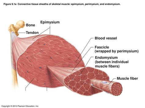 Ppt Figure 6 4b Muscle Cells Powerpoint Presentation Free Download