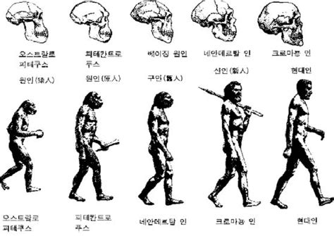 인류의 기원과 진화 네이버 블로그
