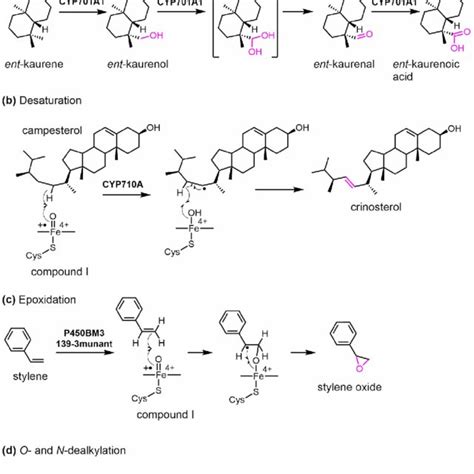 A Brassinosteroid Br Biosynthesis Pathway In Arabidopsis Thaliana Download Scientific
