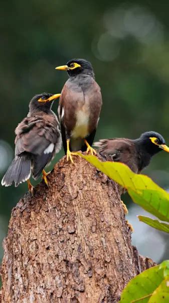 Pakshi Wallpaper By Kumarsrex348 Download On Zedge™ Ce24