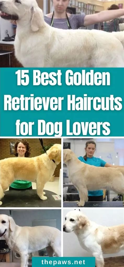 Looking For Grooming Style Ideas For Your Golden Retriever Weve