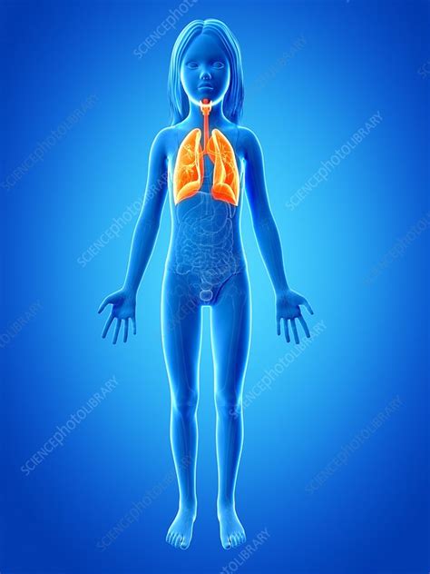 Lungs Of Girl Illustration Stock Image F0110870 Science Photo