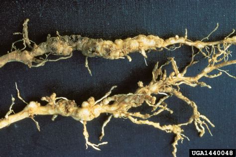 Backyard Gardener Root Knot Nematodes July 1 2015