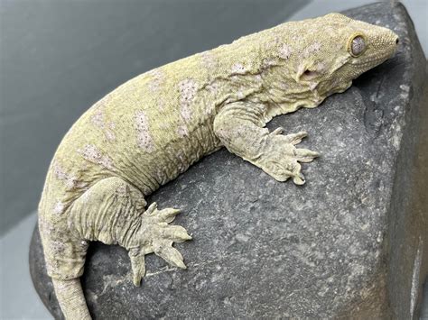 Gt Cross Leachianus Gecko By Steadfast Lizards Morphmarket