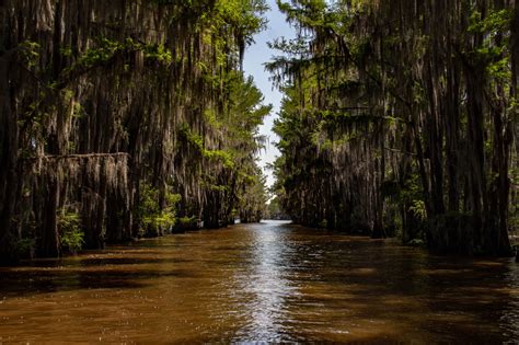 18 Amazing Things To Do In Caddo Lake State Park Texas