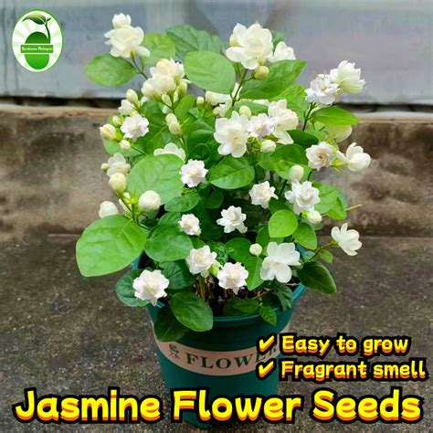 45 Seeds Pack White Jasmine Seeds Jasmine Flower Seeds For Planting