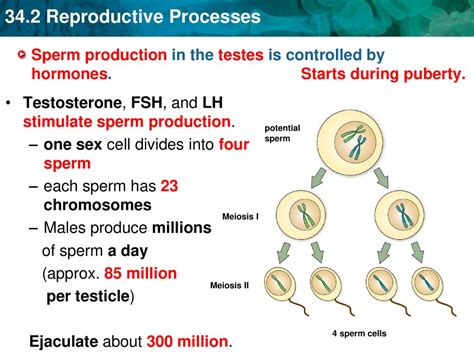 Key Concept Human Reproductive Processes Depend On Cycles Of Hormones
