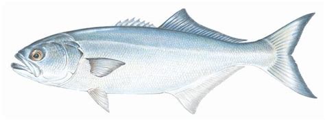 Learn About Bluefish