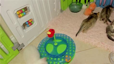 🐱 Just Catting Kitten Live Stream 🐱 Youtube