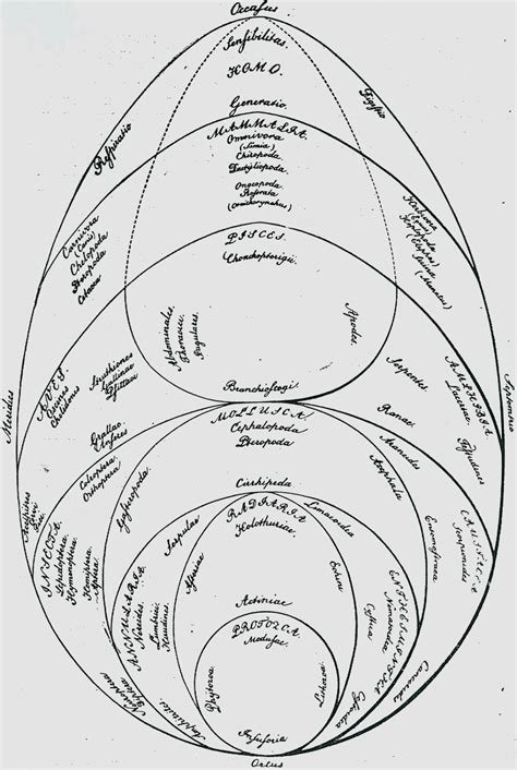 the genealogical world of phylogenetic networks trees treemaps and