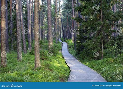 Wooden Road Pass In The Forest Stock Image Image Of Forest Leaves