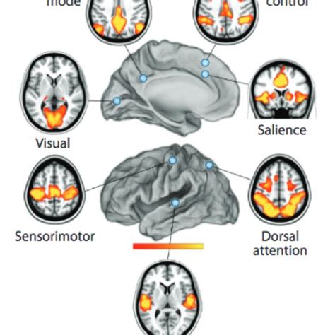 1 Resting State Networks And Seed Regions Of Interest Source