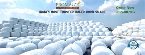 Corn Silage Production And Management By Punjab Silage Private