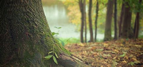 Pollution Is Causing Tree Malnutrition In Europe