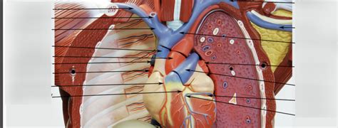 3b Scientific Thorax Diagram Quizlet