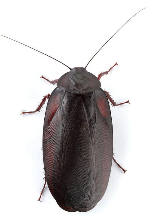 Giant Cockroach Looking Bug Hasma