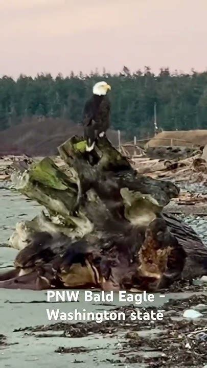 Pnw Bald Eagle Washington State February 2025 Youtube