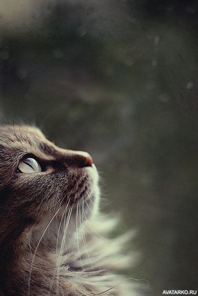 Кот смотрит в небо ждёт ответа — Картинки на аву Cats Animals Pets