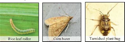 Figure 3 From Deep Vision For Pest Detection In Corn Fields Semantic Scholar