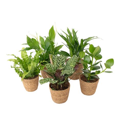 Plantes Dintérieur Purificatrices Dair Lot De 5 Avec Panier Tressé